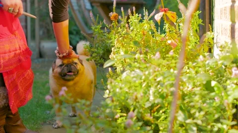 Gets A Pat Stock Videos – Royalty-Free HD & 4K Videos | Pond5