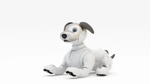 Dog Walking== Stock Videos – Royalty-Free HD & 4K Videos | Page 2