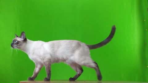 Happy Siamese cat walking around on a gr... | Stock Video | Pond5