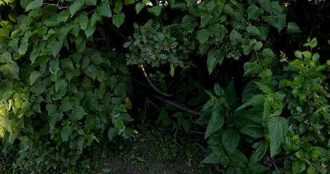 Candid Bend Over Stock Videos – Royalty-Free HD & 4K Videos