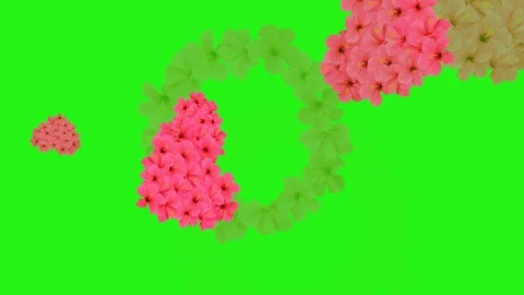 Happy Valentine (hibiscus flower) - - lo... | Stock Video | Pond5