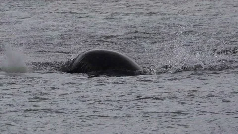Harbor Seal slap water with his own body... | Stock Video | Pond5