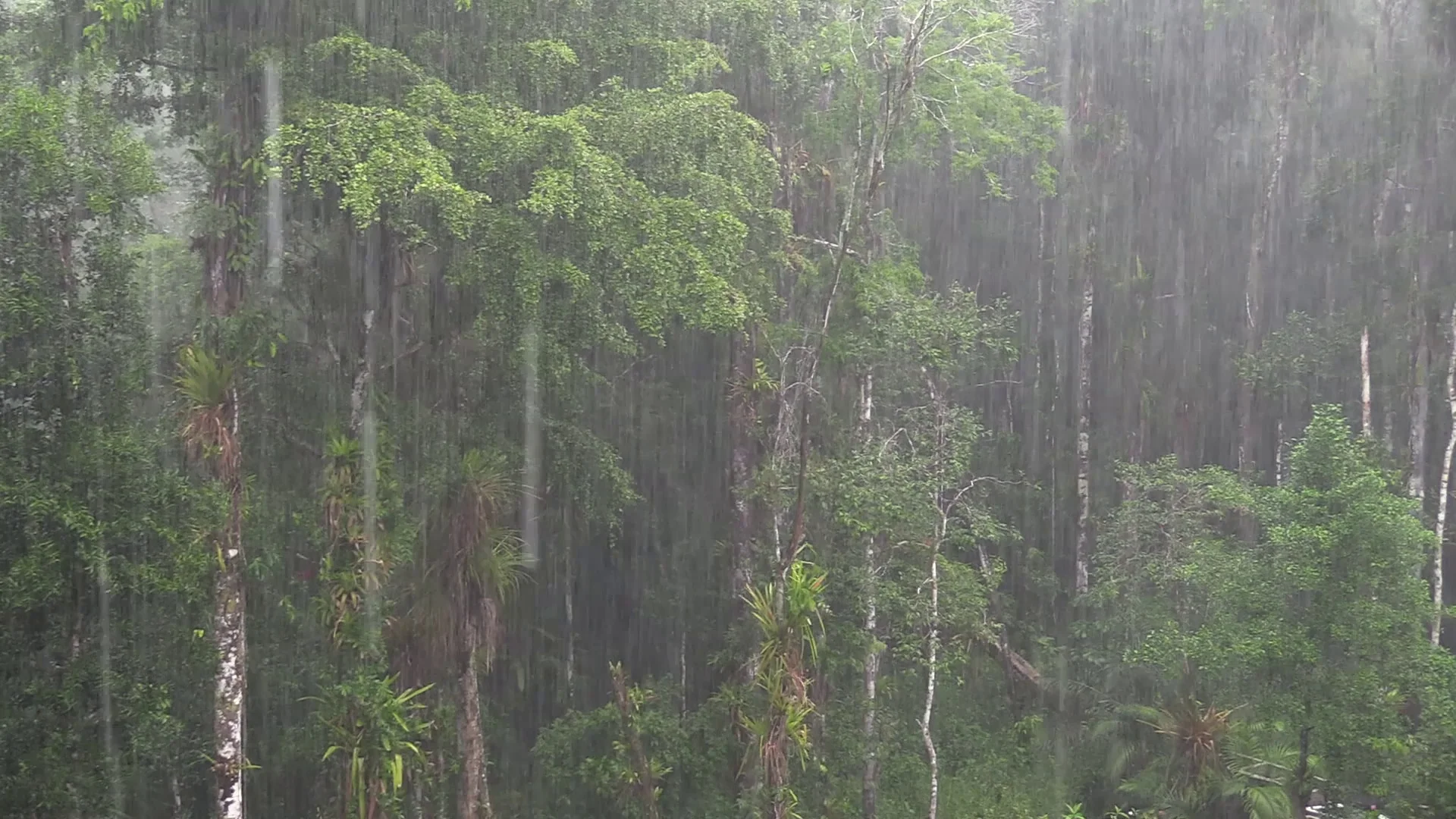 Tropical Rainforest Rainfall