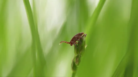 Green Tick Stock Video Footage | Royalty Free Green Tick Videos | Pond5