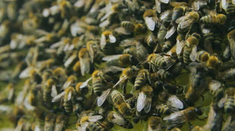 Hard Working Bees Swarming on Honeycomb ... | Stock Video | Pond5