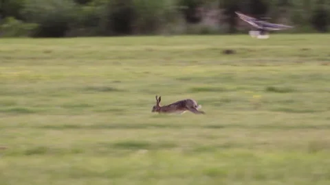 Hare Running Fast Over a Grass Field | Stock Video | Pond5