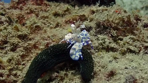 W Drags Stock Videos – Royalty-Free HD & 4K Videos