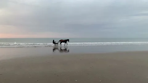 Harness Racing At The Beach. Man Riding ... | Stock Video | Pond5