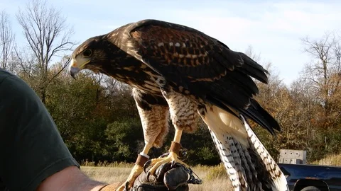 Talons Stock Footage ~ Royalty Free Stock Videos | Page 2