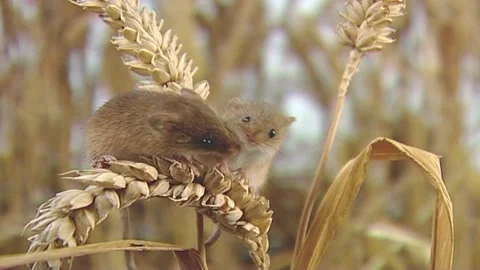 Harvest Mouse. family members in a field... | Stock Video | Pond5