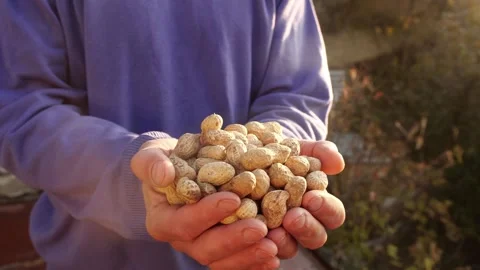 Harvest of peanuts. Peanuts in the shell... | Stock Video | Pond5