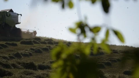 Harvester on alfalfa field fixed shot | Stock Video | Pond5
