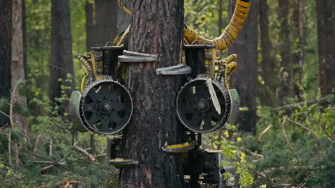 Harvester Crane Grabbing Tree Trunk To S... | Stock Video | Pond5