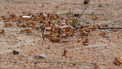 Harvester termites crawling above their ... | Stock Video | Pond5
