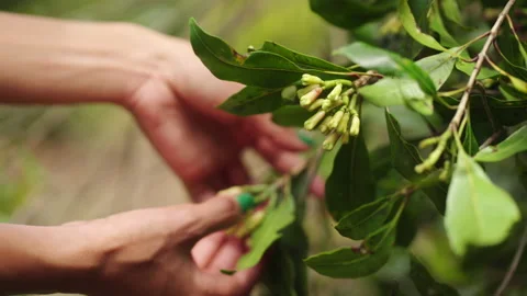 Harvesting clove buds from tree on farm | Stock Video | Pond5