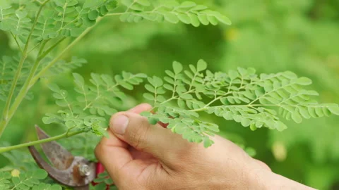 Harvesting fresh green moringa leaves, m... | Stock Video | Pond5