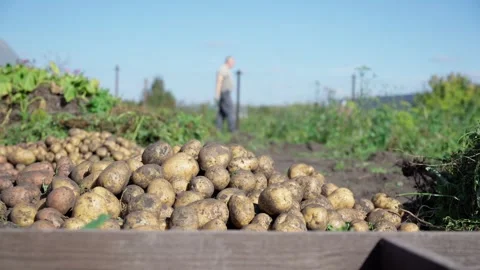Farming Vegetables Stock Videos – Royalty-Free HD & 4K Videos | Page 3