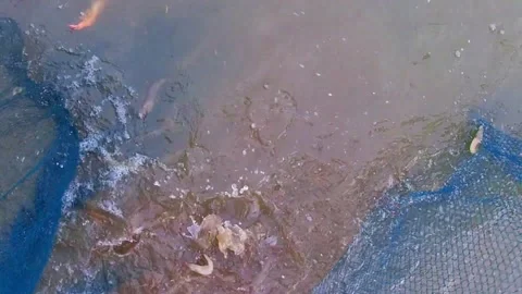 Harvesting prawns form prawn farm | Stock Video | Pond5