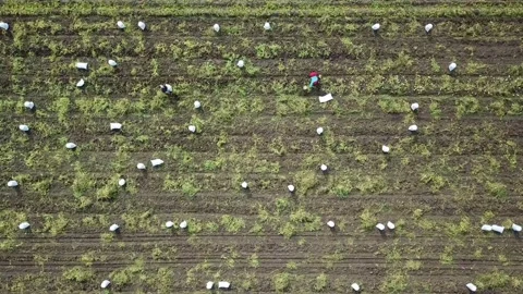 harvesting root crops in the field, coll... | Stock Video | Pond5