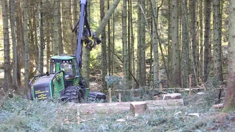 Harvesting timber for biofuel using a fo... | Stock Video | Pond5