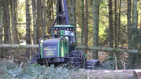 Harvesting timber for biofuel using a fo... | Stock Video | Pond5