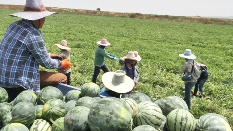 Harvesting watermelon, loading tractor t... | Stock Video | Pond5