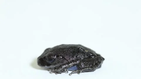 Hasselt's toad, Java spadefoot toad, Has... | Stock Video | Pond5