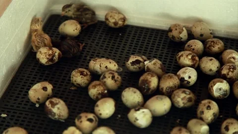 the hatching of quails from eggs. Chicks... | Stock Video | Pond5