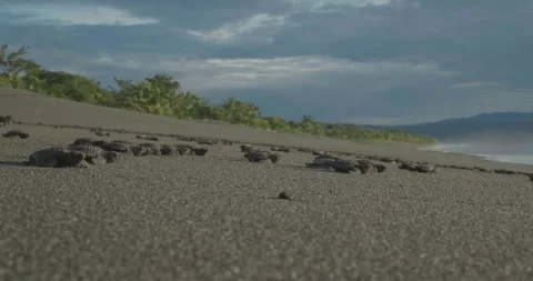 Waddle Stock Footage ~ Royalty Free Stock Videos | Pond5