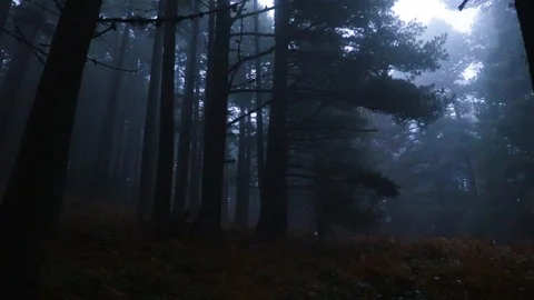Haunted dark forest with mist and fog an... | Stock Video | Pond5