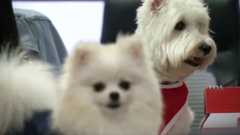 Having a ruff day at work? | Stock Video | Pond5