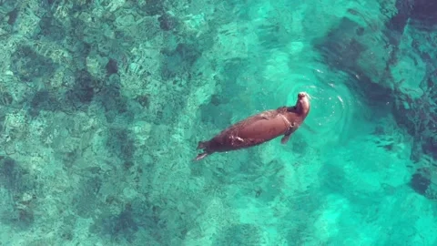 Sea Monk Stock Videos – Royalty-Free HD & 4K Videos