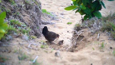 Hawaiian Chicks Stock Videos – Royalty-Free HD & 4K Videos | Pond5