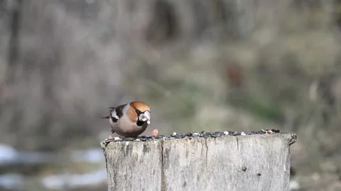 Another Of Stock Videos – Royalty-Free HD & 4K Videos | Pond5