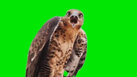 Mp4 Indir Video Stock Footage ~ Royalty Free Stock Videos | Pond5