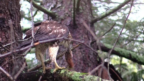 hawk eating chipmunk on tree branch flie... | Stock Video | Pond5