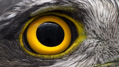 hawk eye close-up, macro photo, eye of t... | Stock Video | Pond5