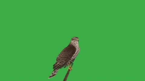 Green Screen Falcon Stock Video Footage | Royalty Free Green Screen ...
