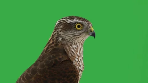 Green Screen Falcon Stock Video Footage | Royalty Free Green Screen ...