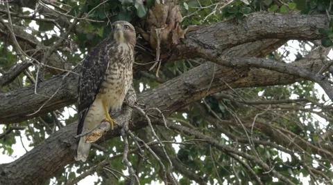 Screaming Hawk Sound Stock Video Footage | Royalty Free Screaming Hawk ...