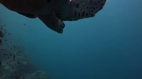 Free Sea Turtl Stock Videos – Royalty-Free HD & 4K Videos | Pond5