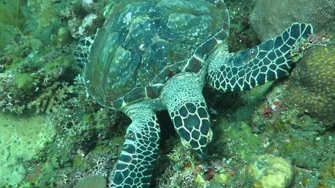 Hawksbill sea turtle current on coral re... | Stock Video | Pond5