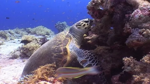 Sea Hawks Colors Stock Videos – Royalty-Free HD & 4K Videos | Pond5