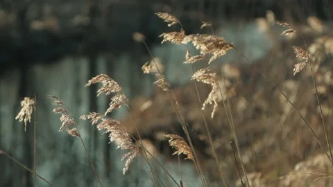 Hay Gently Moved By Wind With Running Ri... | Stock Video | Pond5
