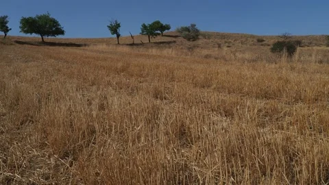 hay in the harvested wheat field, wheat ... | Stock Video | Pond5