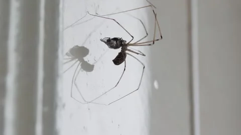 Spider Legs Stock Video Footage | Royalty Free Spider Legs Videos | Pond5