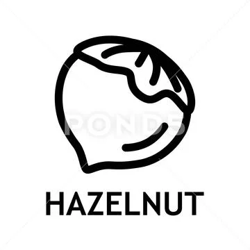 Hazelnut line icon for web design Illustration #236082680