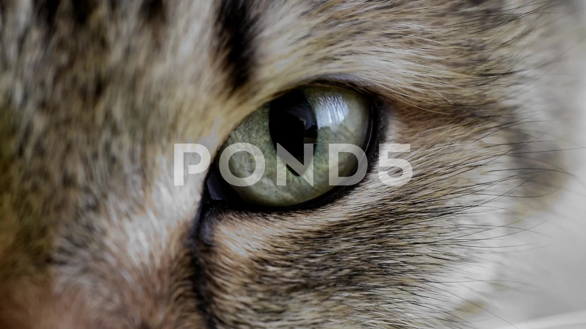 Macro Photography Cat Eye