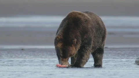 HD Grizzly Bear Eating Fish in Water | Stock Video | Pond5