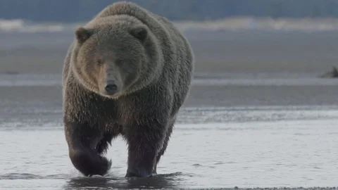 HD Grizzly Bear Walking Towards Camera | Stock Video | Pond5